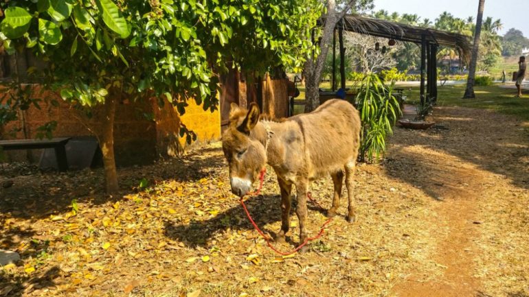 Olaulim Backyards - Experiencing Goa's Mandovi Backwaters
