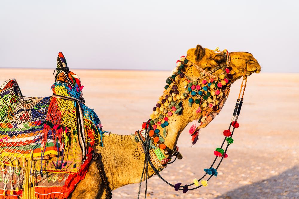 9 Best Places To Visit In India In December How To Plan Your Trip 9-best-places-to-visit-in-india-in-december-how-to-plan-your-trip