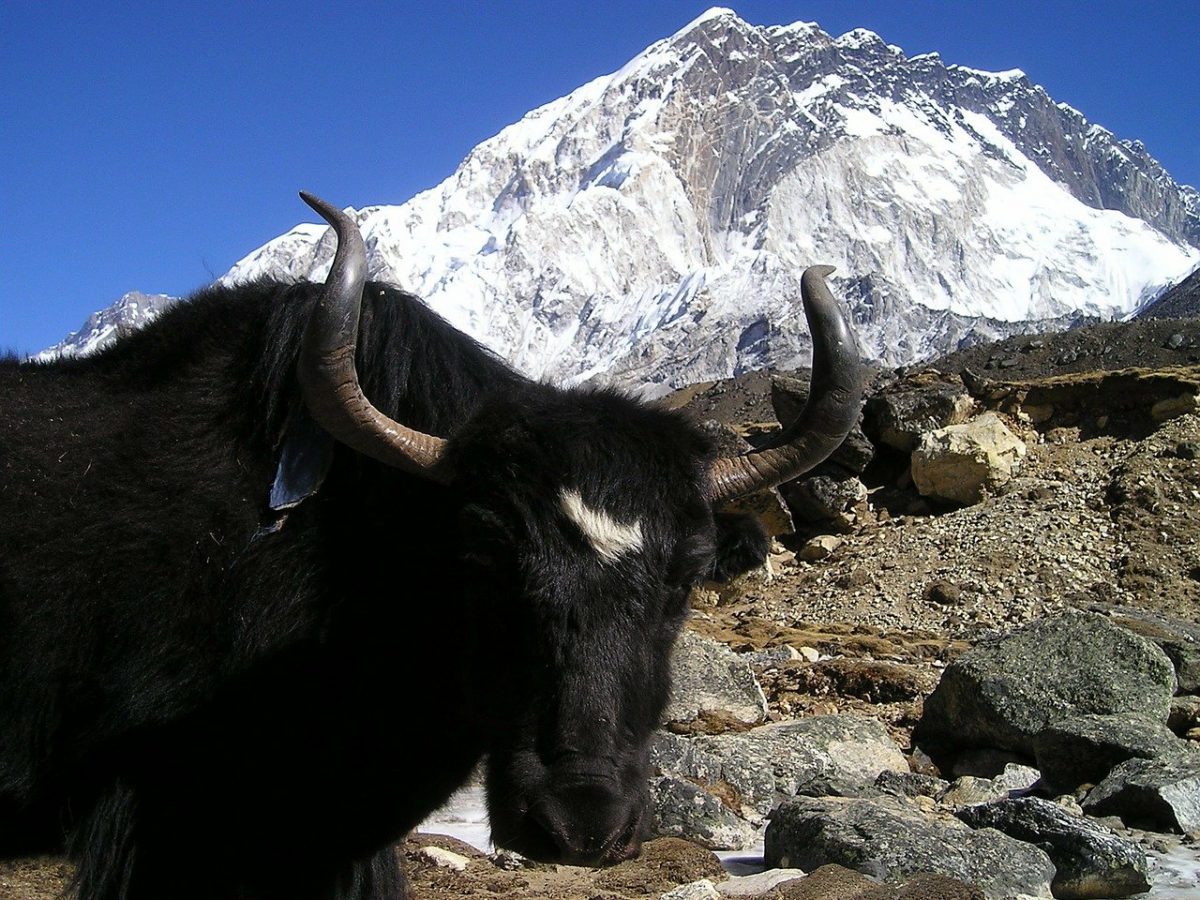 75 Nepal Quotes To Make You Love the Roof of the World