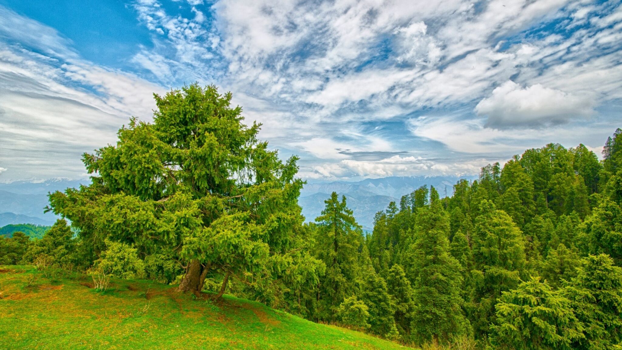 25 Awesome Things To Do in Bir Billing Other Than Paragliding (+ Tips)