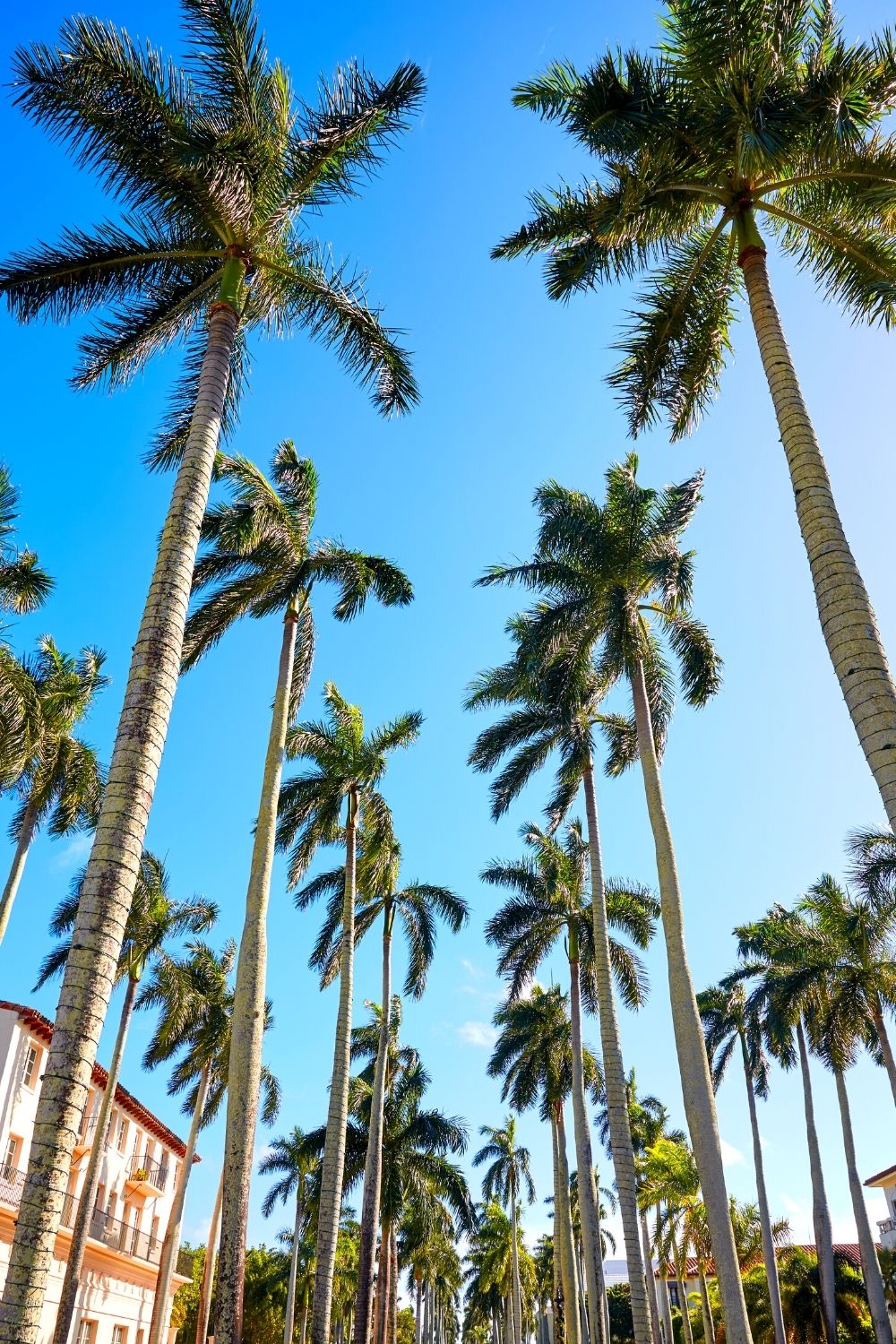 135 Florida Quotes To Inspire a Trip to the State of Sunshine