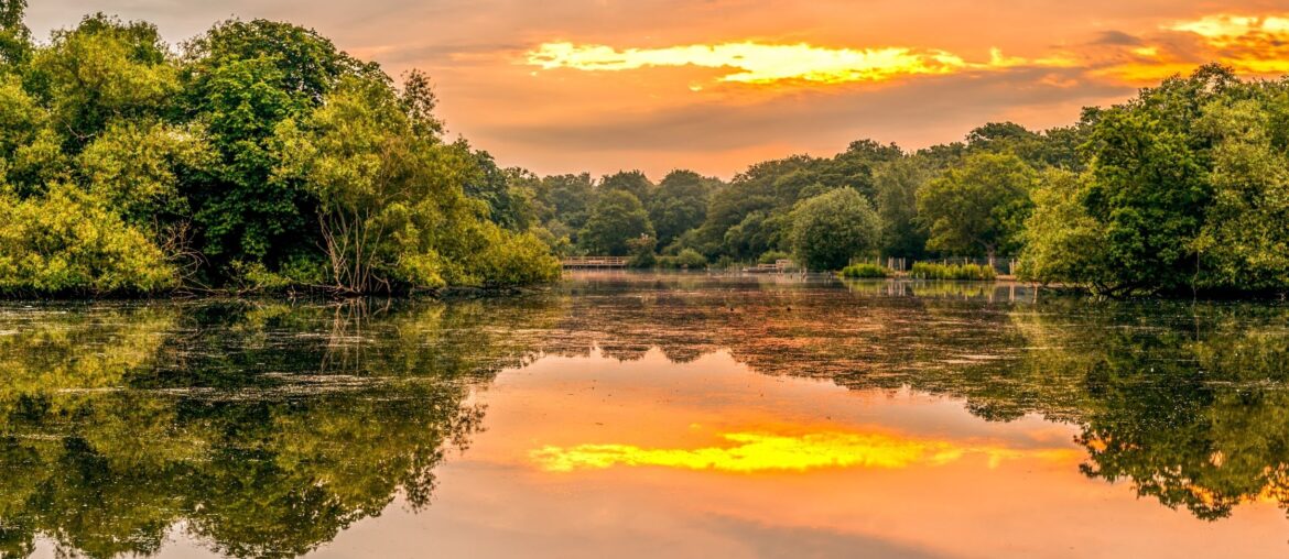 Epping Forest Walks - A Splendid Getaway From London For Hikes