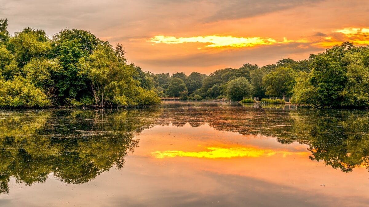 Epping Forest Walks A Splendid Getaway From London For Hikes Epping Forest Walks A Splendid Getaway From London For Hikes