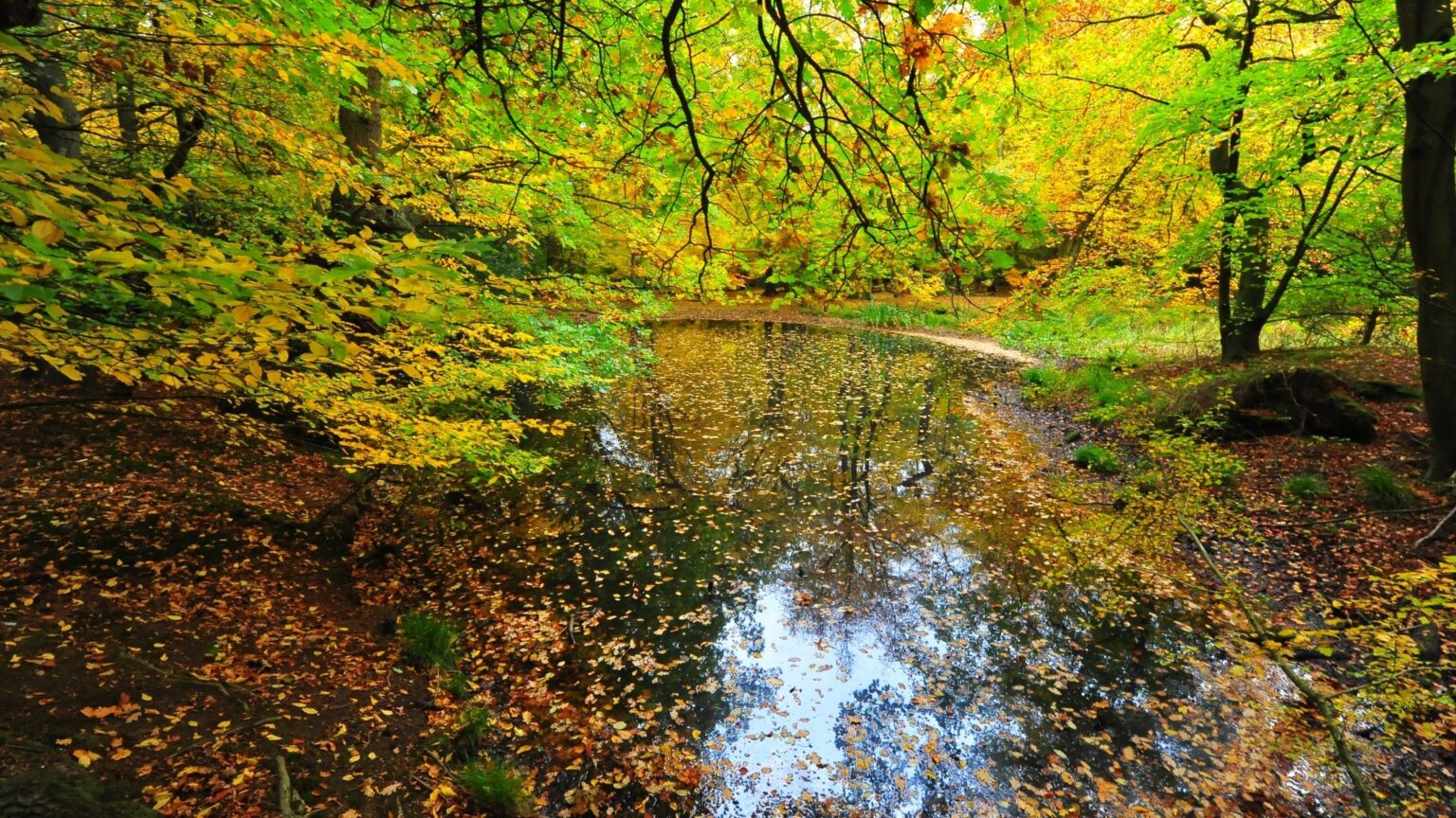 Epping Forest Walks - A Splendid Getaway From London For Hikes