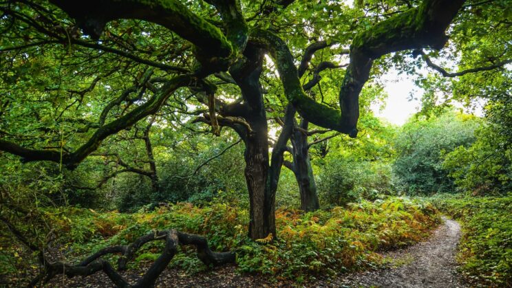 Epping Forest Walks - A Splendid Getaway From London For Hikes