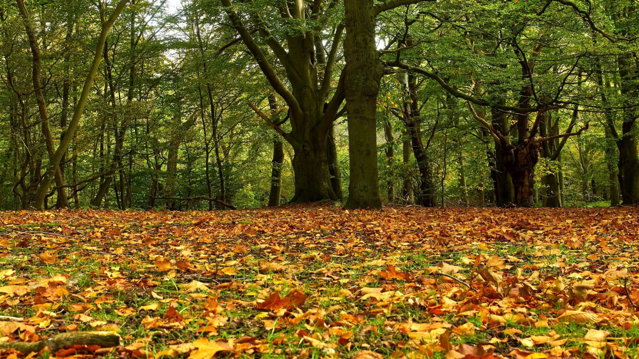 Epping Forest Walks - A Splendid Getaway From London For Hikes
