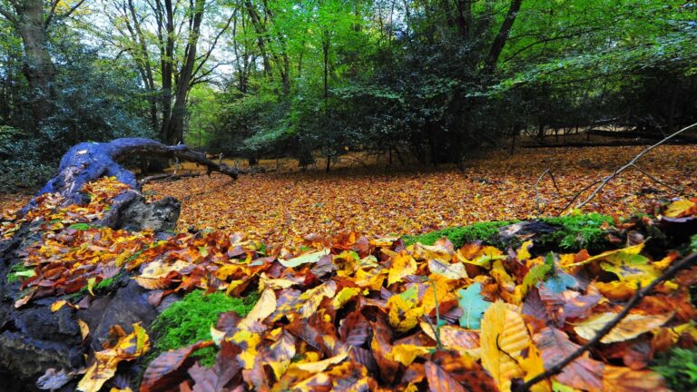 Epping Forest Walks - A Splendid Getaway From London For Hikes