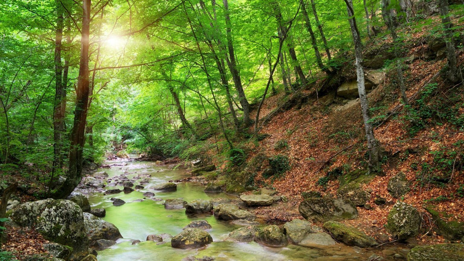 135 Quotes About River And Streams For Perfect Photo Captions