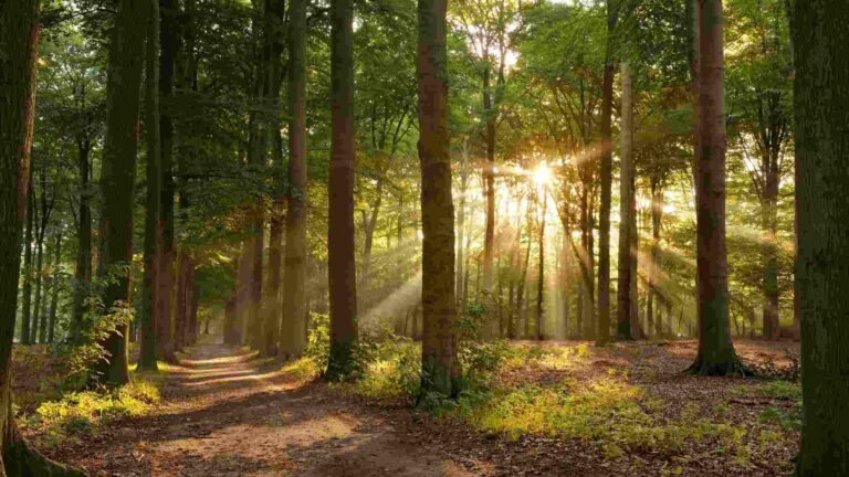 300 Quotes About Forest and Woods To Caption Your Pictures