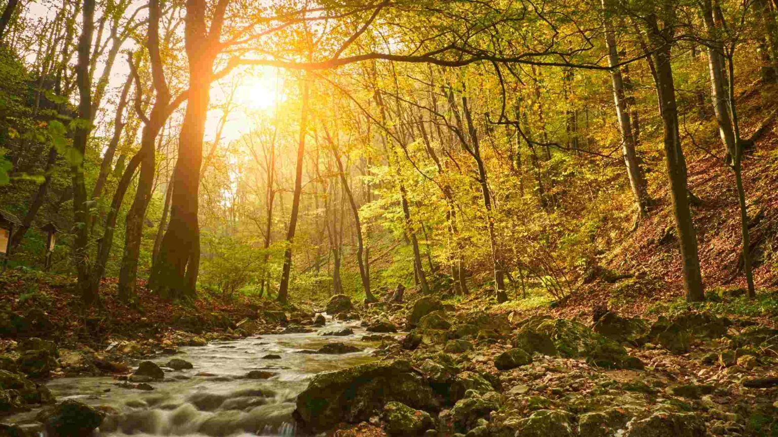 300 Quotes About Forest and Woods To Caption Your Pictures