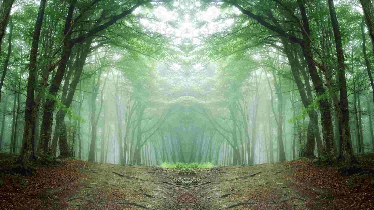 300 Quotes About Forest and Woods To Caption Your Pictures