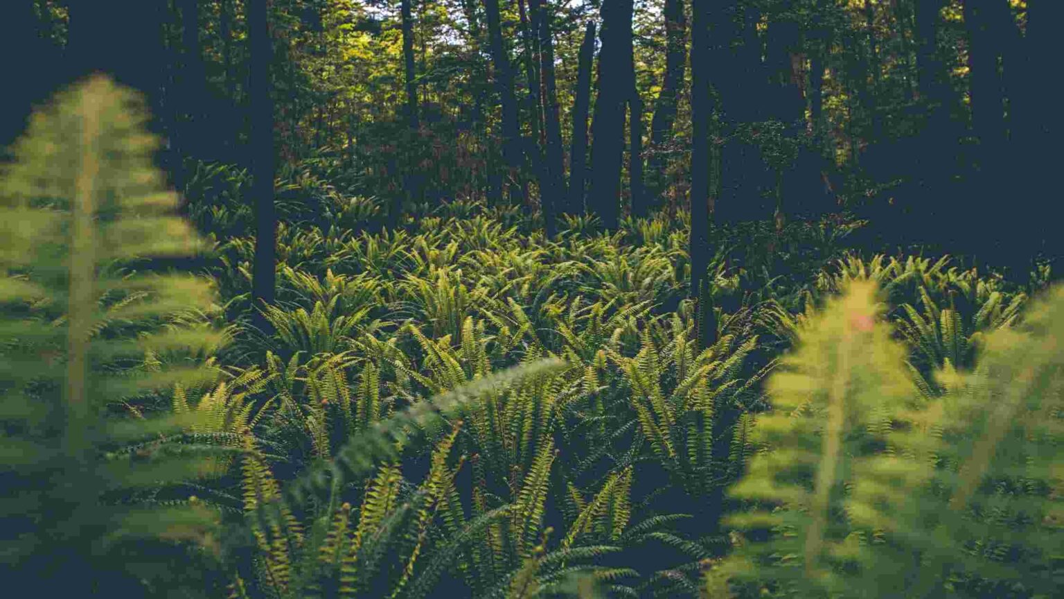 300 Quotes About Forest and Woods To Caption Your Pictures