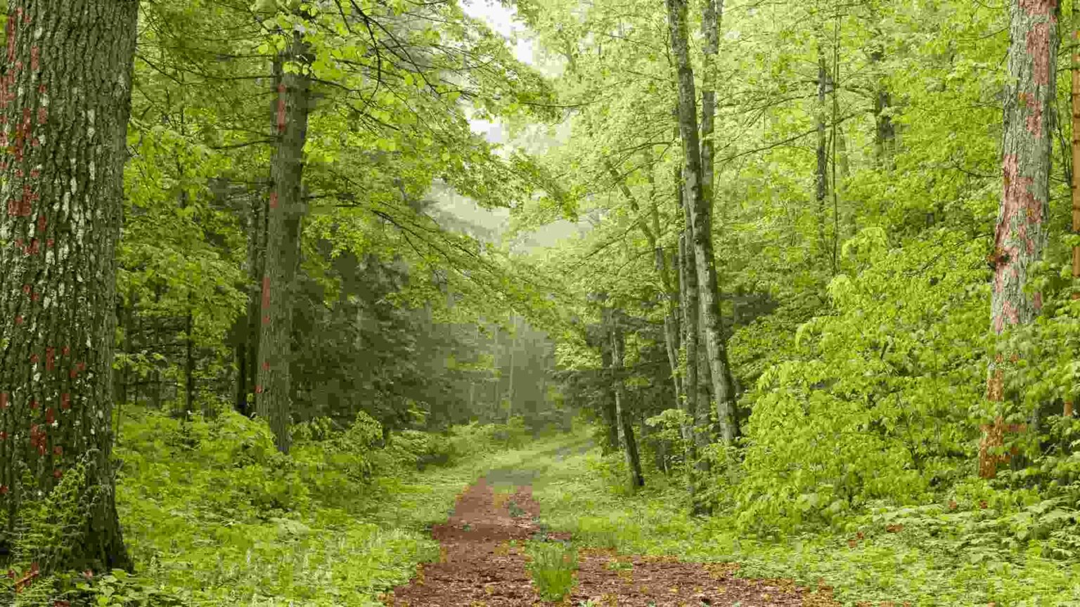 300 Quotes About Forest and Woods To Caption Your Pictures