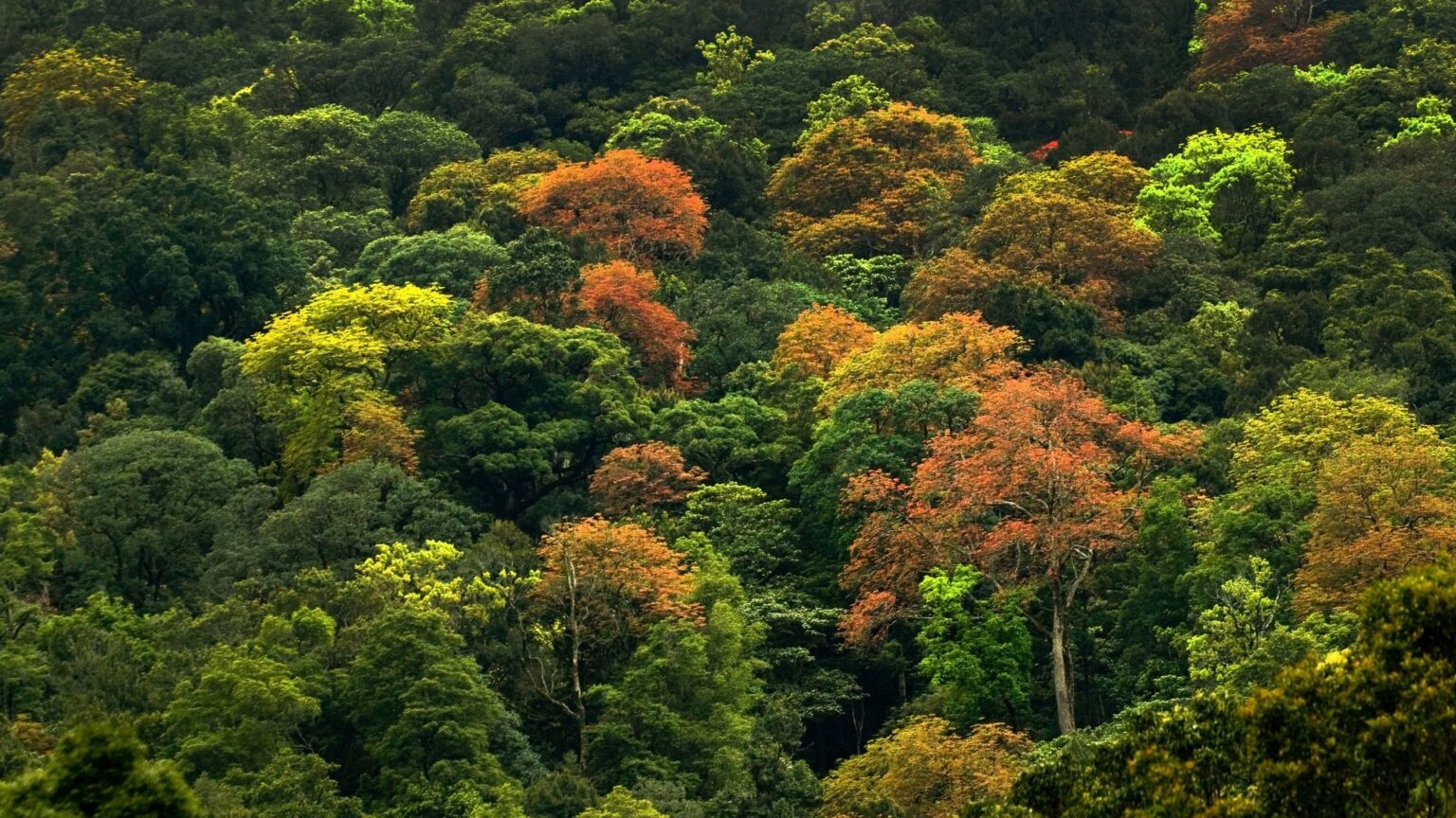 300 Quotes About Forest and Woods To Caption Your Pictures