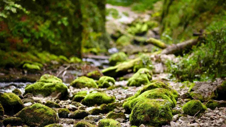 300 Quotes About Forest and Woods To Caption Your Pictures