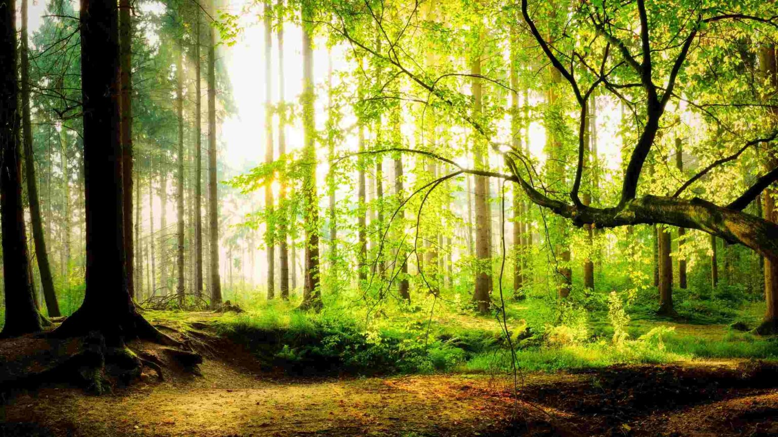 300 Quotes About Forest and Woods To Caption Your Pictures