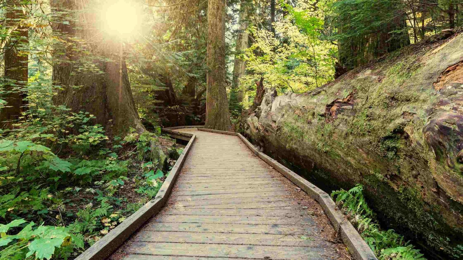 300 Quotes About Forest and Woods To Caption Your Pictures