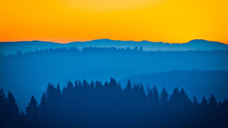 300 Quotes About Forest and Woods To Caption Your Pictures