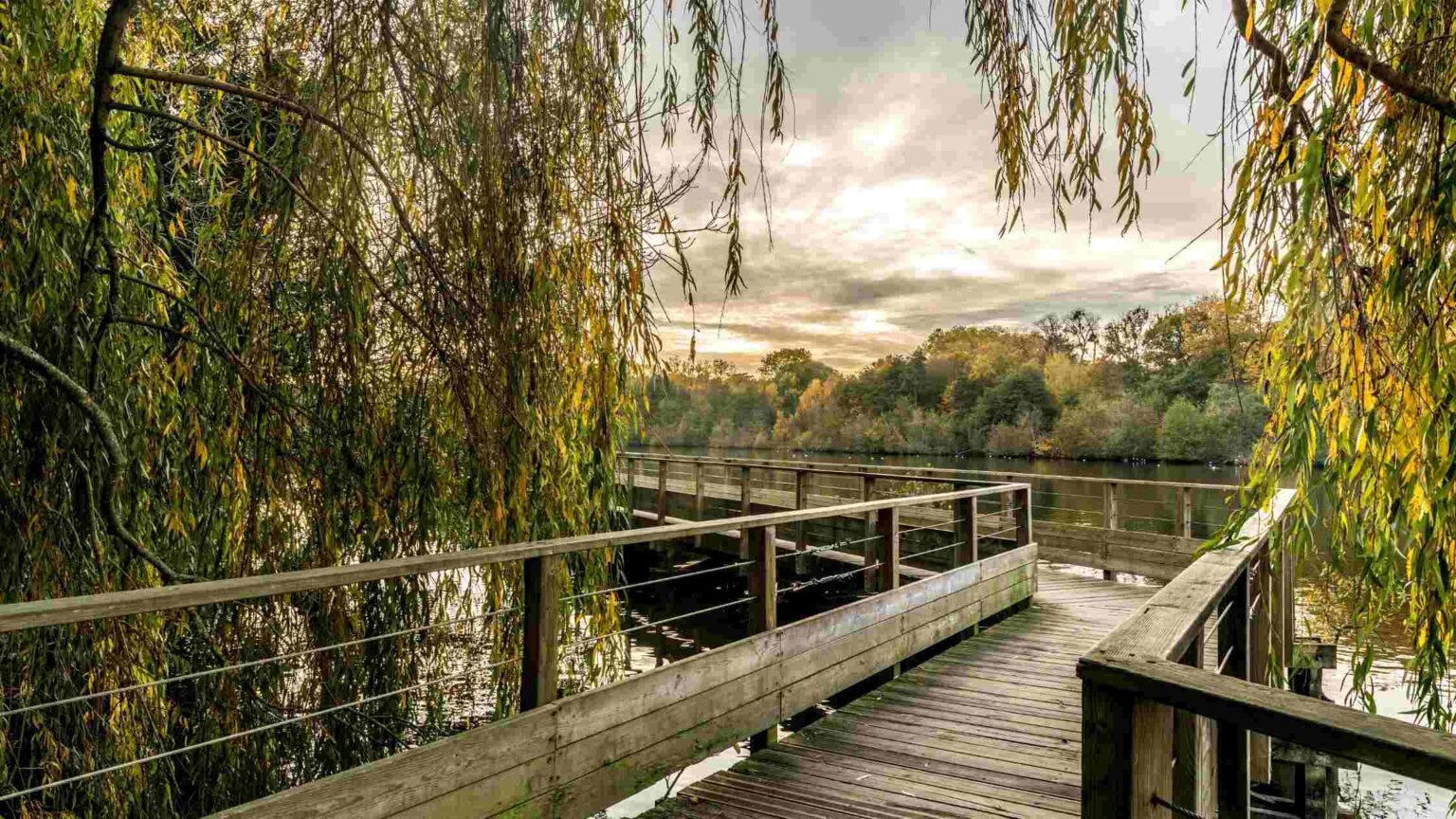 300 Quotes About Forest and Woods To Caption Your Pictures