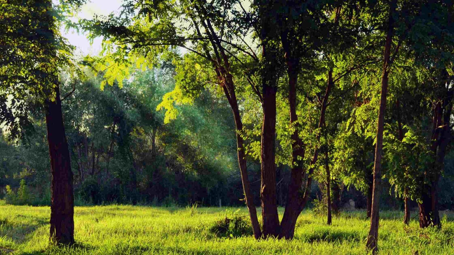 300 Quotes About Forest and Woods To Caption Your Pictures