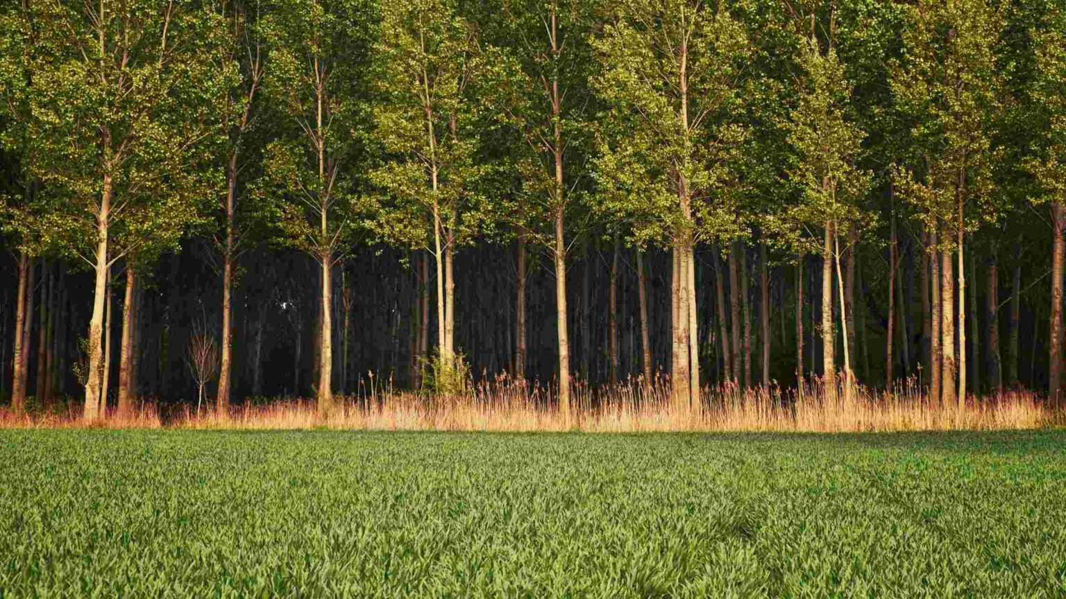 300 Quotes About Forest and Woods To Caption Your Pictures