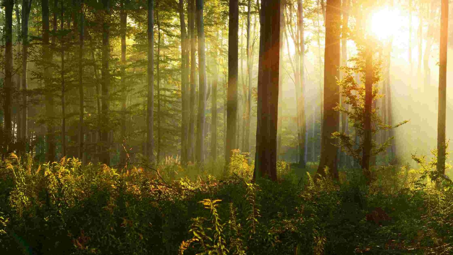 300 Quotes About Forest and Woods To Caption Your Pictures