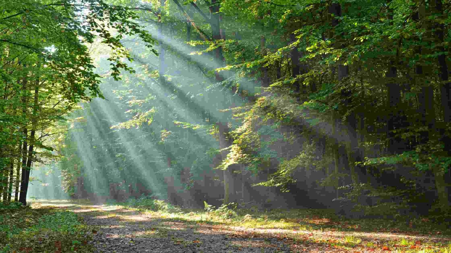 300 Quotes About Forest and Woods To Caption Your Pictures