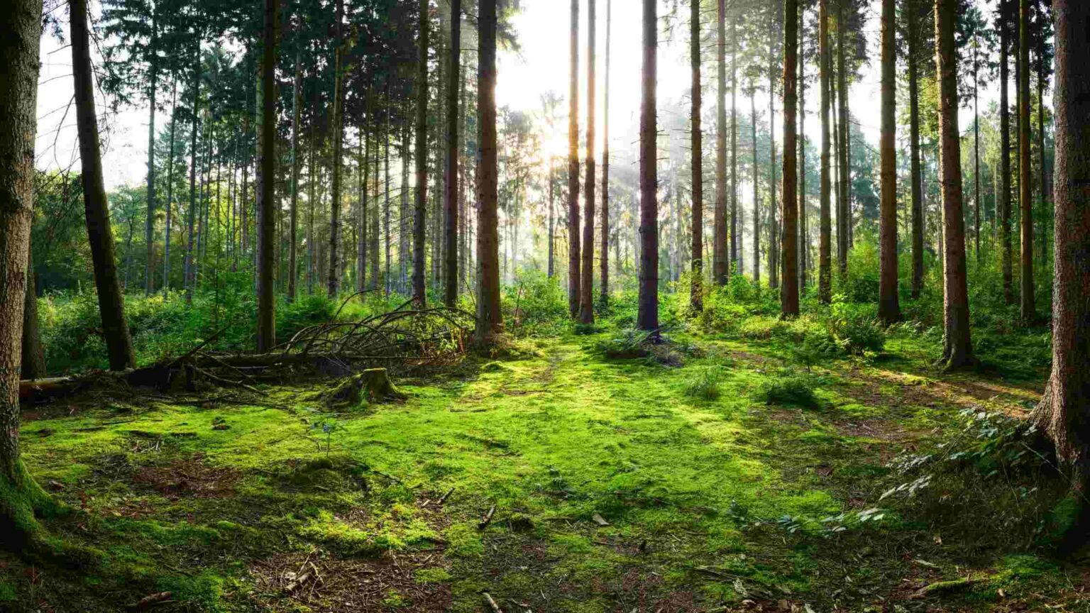 300 Quotes About Forest and Woods To Caption Your Pictures