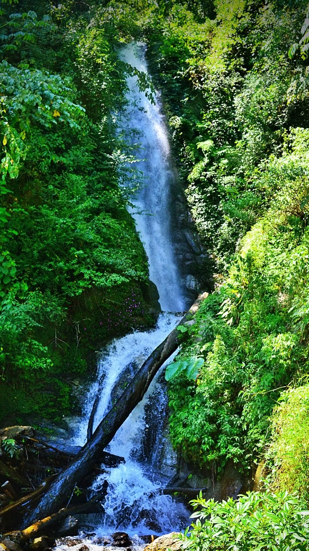 Top National Parks In Arunachal Pradesh For Nature Lovers