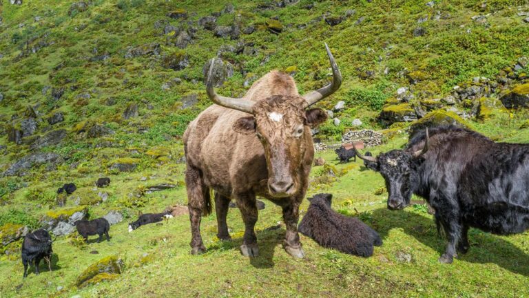 15 Best Places To Visit In Dirang Arunachal