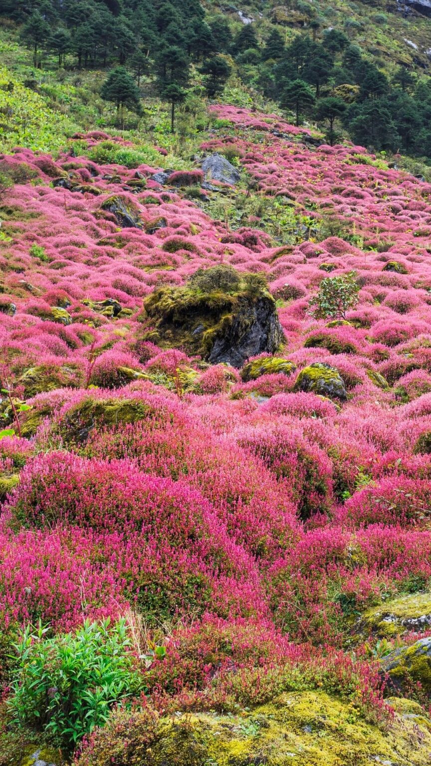 15 Best Places To Visit In Dirang Arunachal