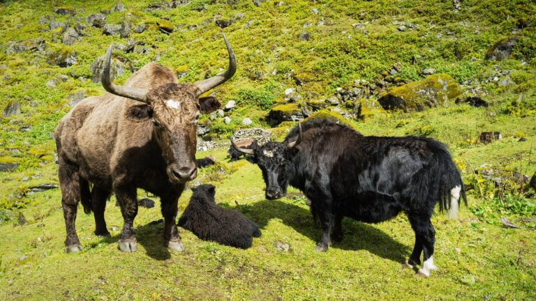 30 Best Places To Visit In Arunachal Pradesh - A Complete Guide