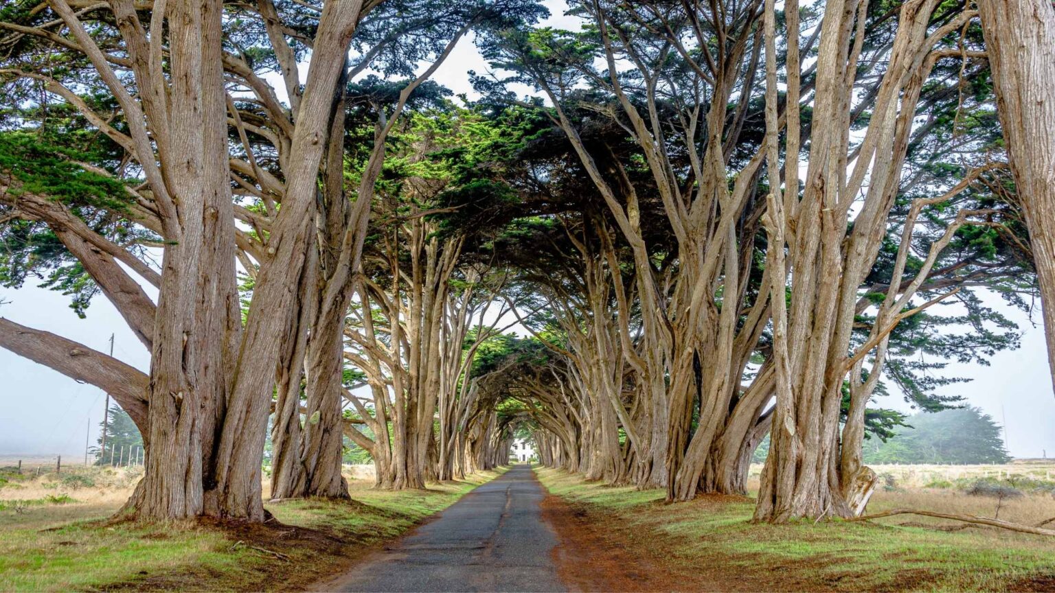 35 Amazing Things To Do In Point Reyes California