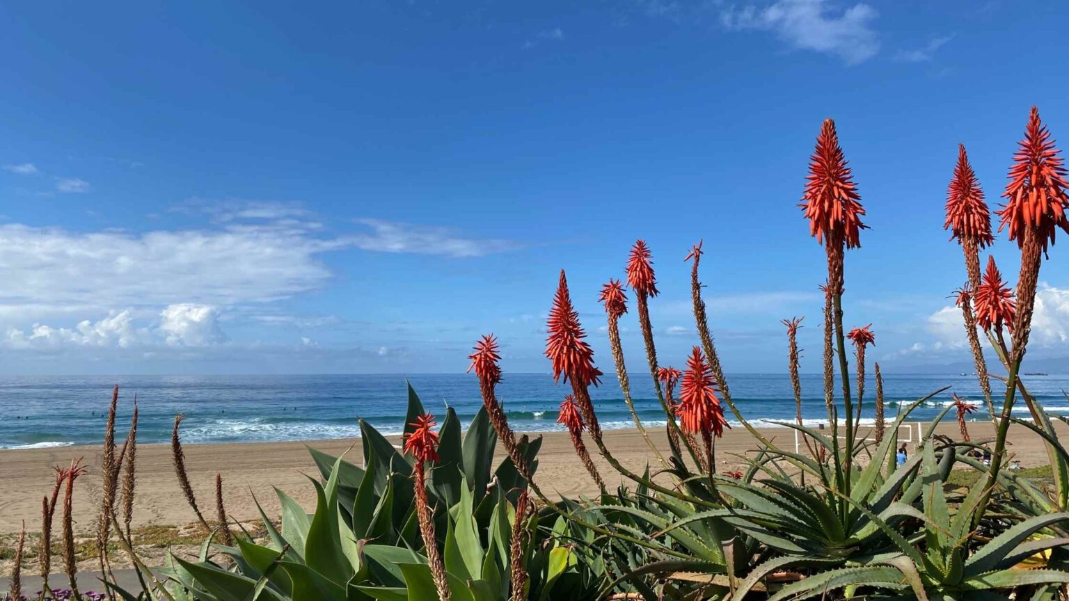 35 Best Things To Do In South Bay Los Angeles