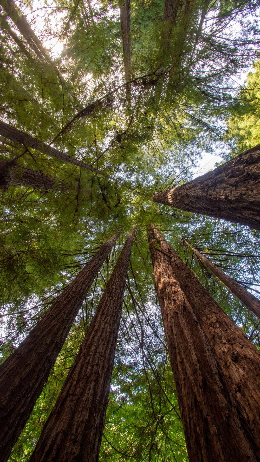 25 Best Hikes In Santa Cruz For Nature Lovers And Hikers