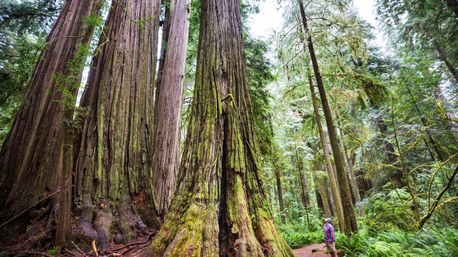 25 Best Hikes In Santa Cruz For Nature Lovers And Hikers