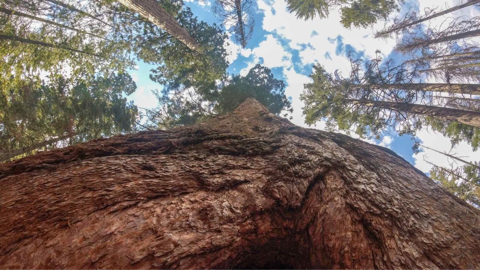 25 Best Hikes In Santa Cruz For Nature Lovers And Hikers