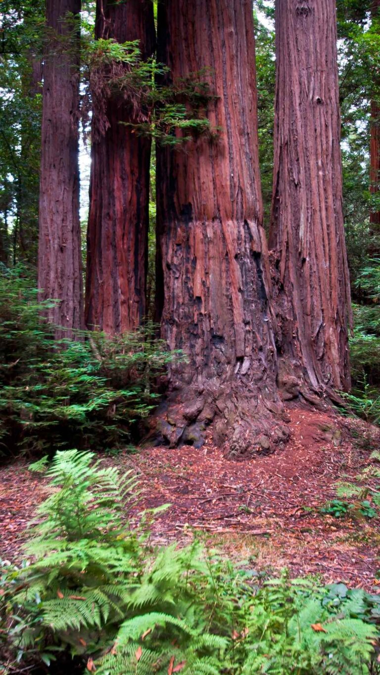 25 Best Hikes In Santa Cruz For Nature Lovers And Hikers