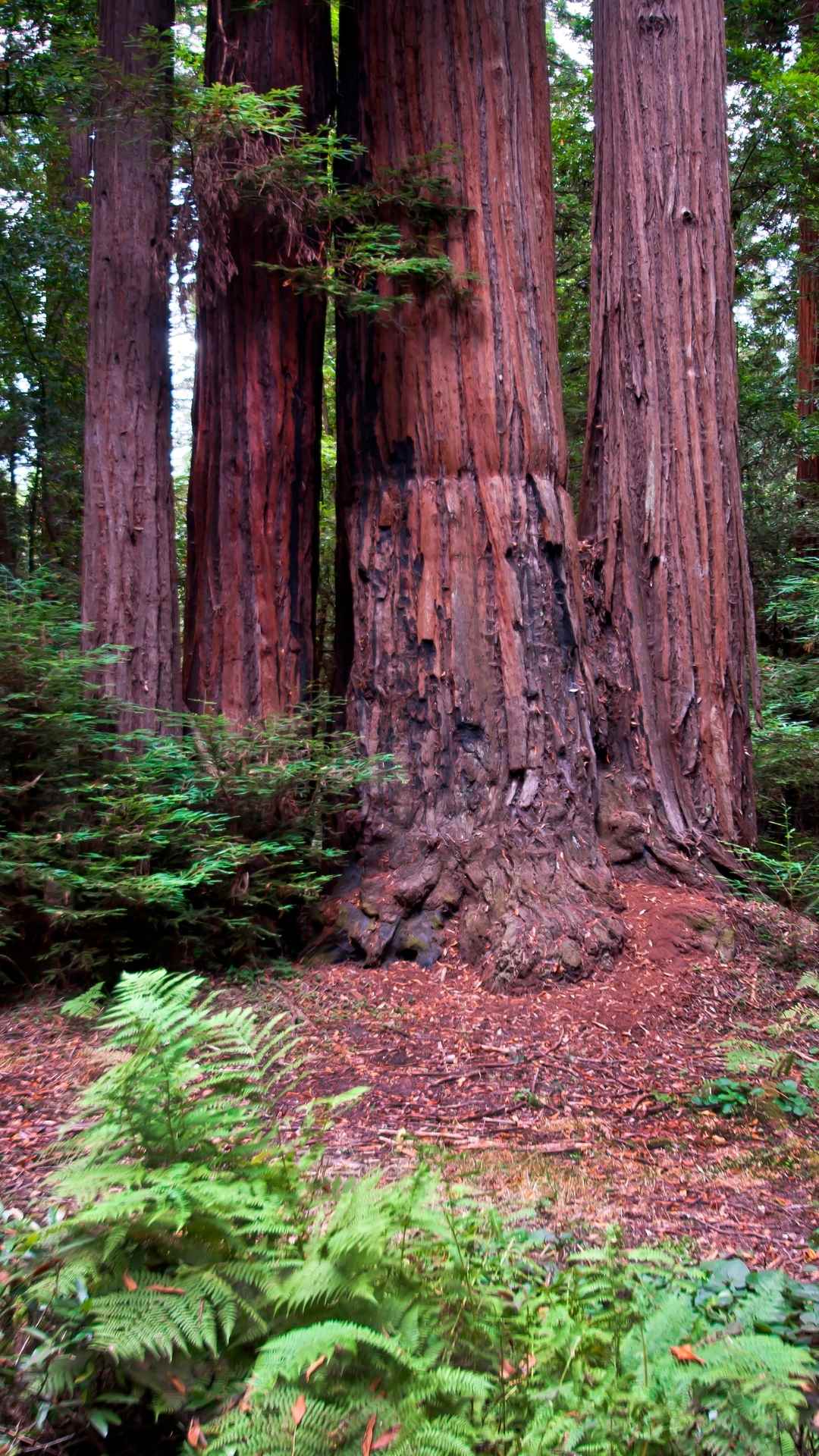25 Best Hikes In Santa Cruz For Nature Lovers And Hikers
