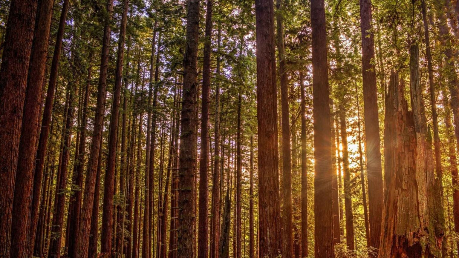 25 Best Hikes In Santa Cruz For Nature Lovers And Hikers