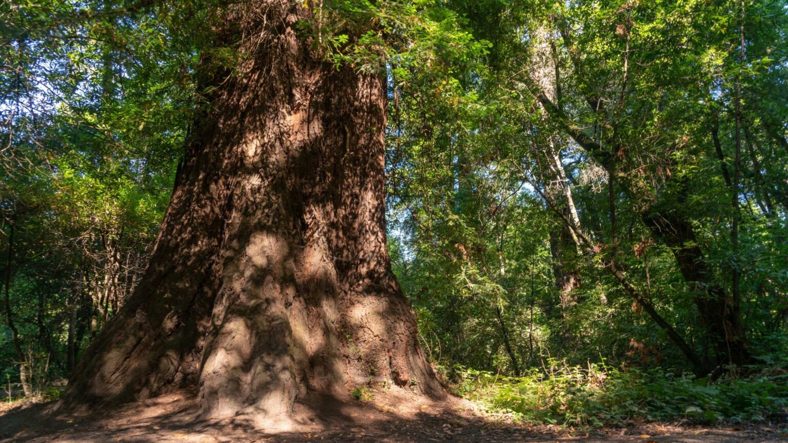 25 Best Hikes In Santa Cruz For Nature Lovers And Hikers
