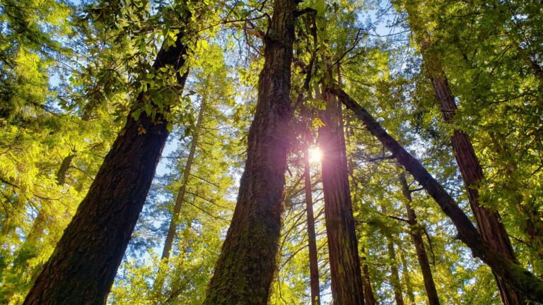 25 Best Hikes In Santa Cruz For Nature Lovers And Hikers