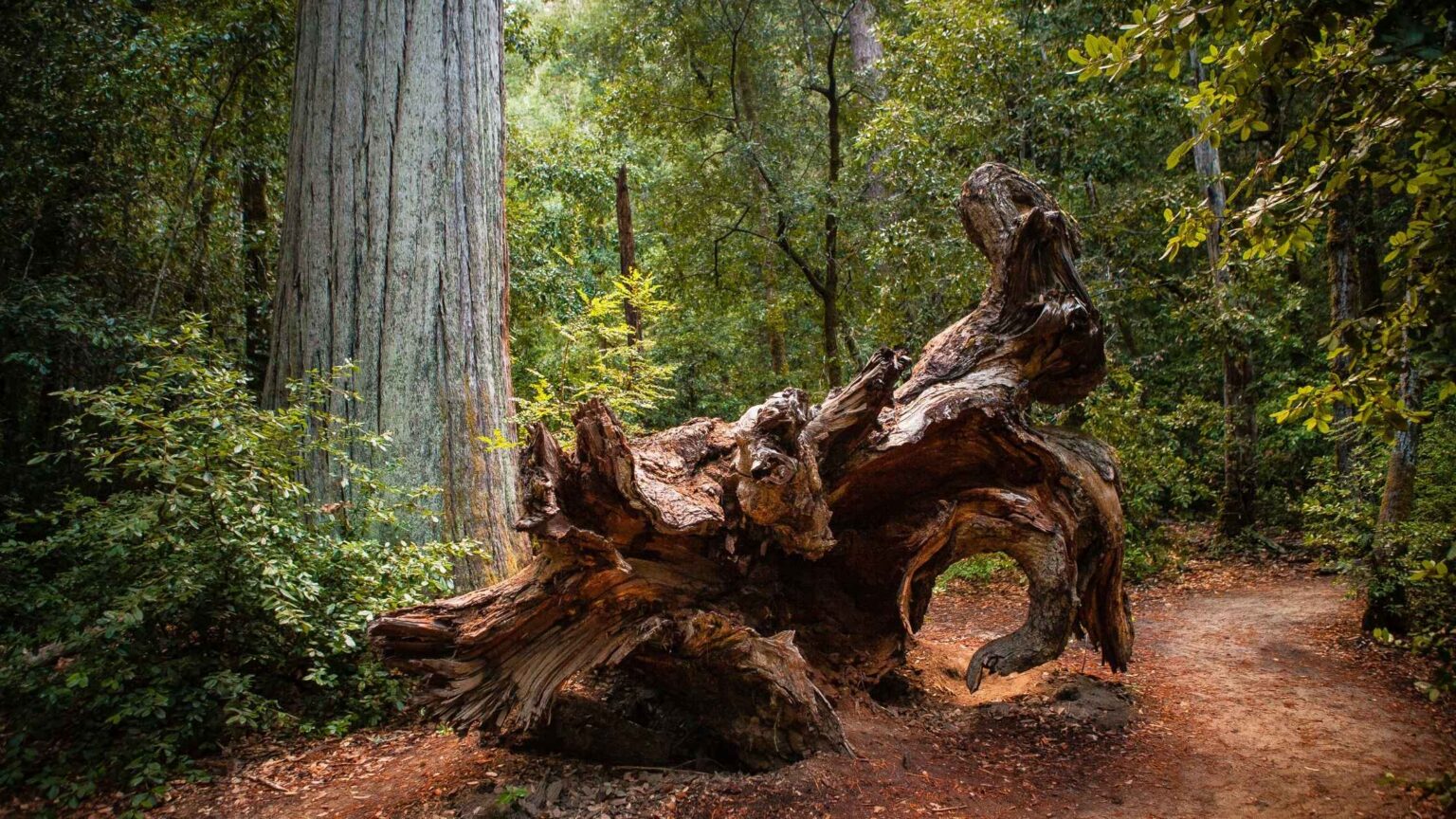 25 Best Hikes In Santa Cruz For Nature Lovers And Hikers