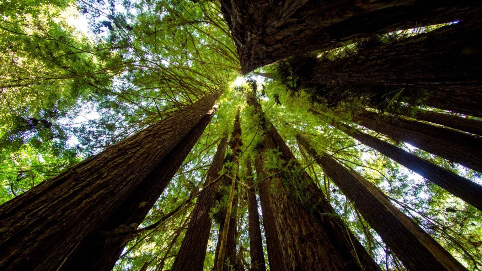 25 Best Hikes In Santa Cruz For Nature Lovers And Hikers