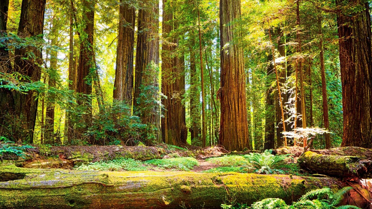 25 Best Places To See Redwoods Near San Francisco
