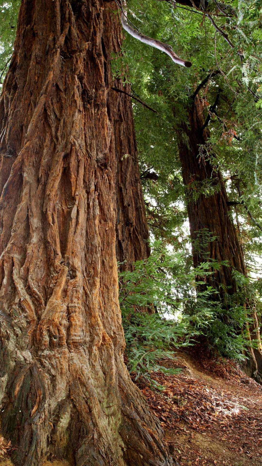 25 Best Places To See Redwoods Near San Francisco