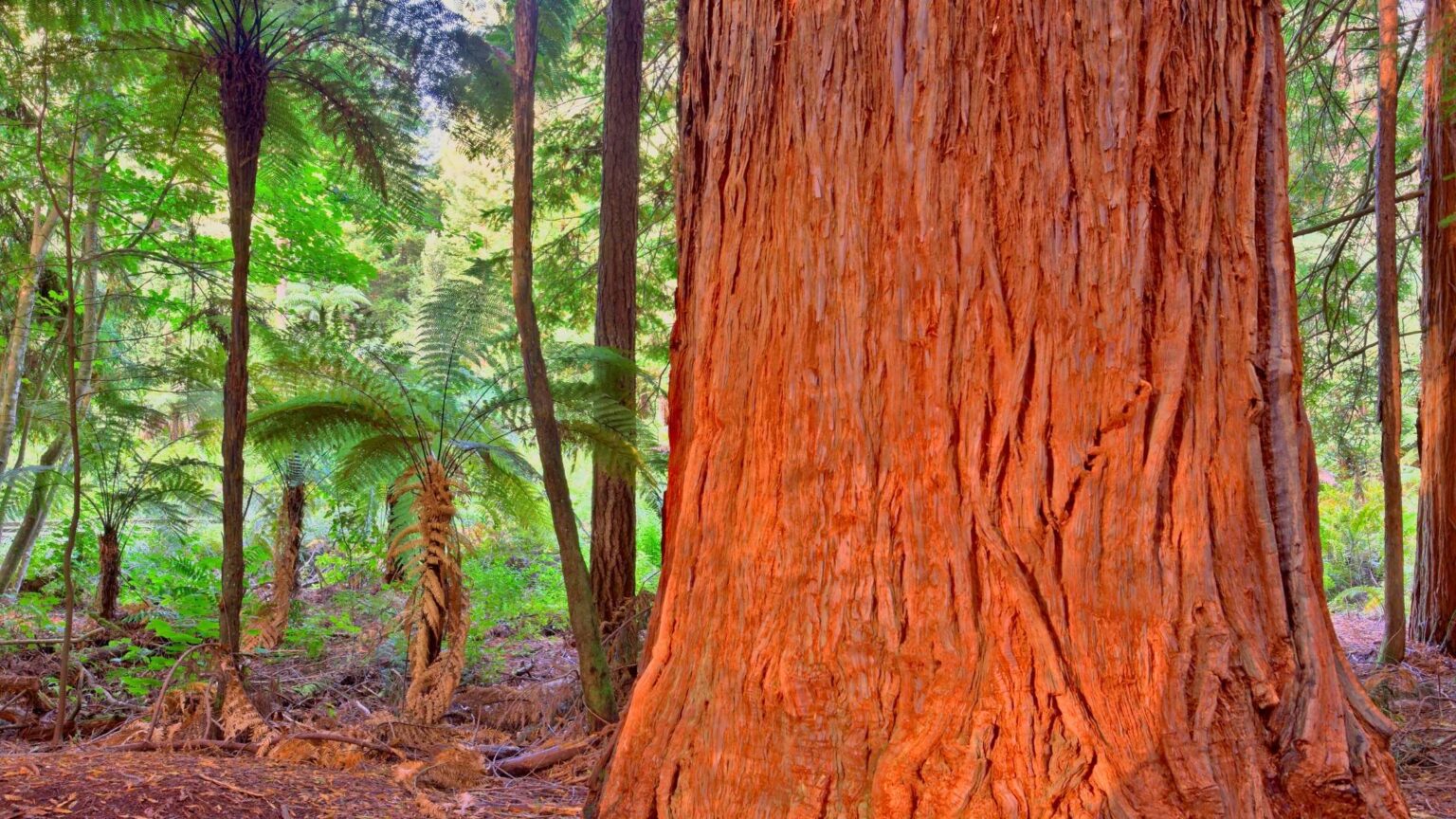 25 Best Places To See Redwoods Near San Francisco