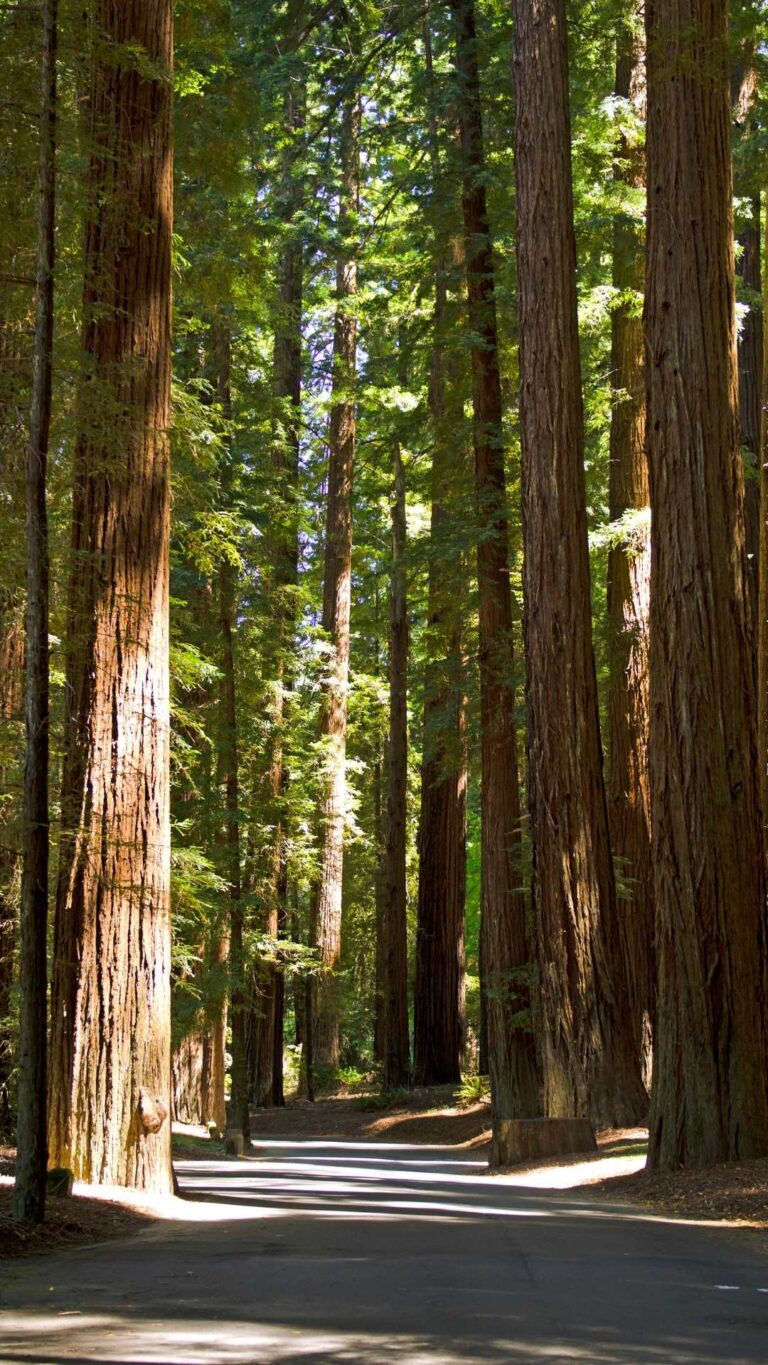 21 Best Hikes In Northern California For Spectacular Views