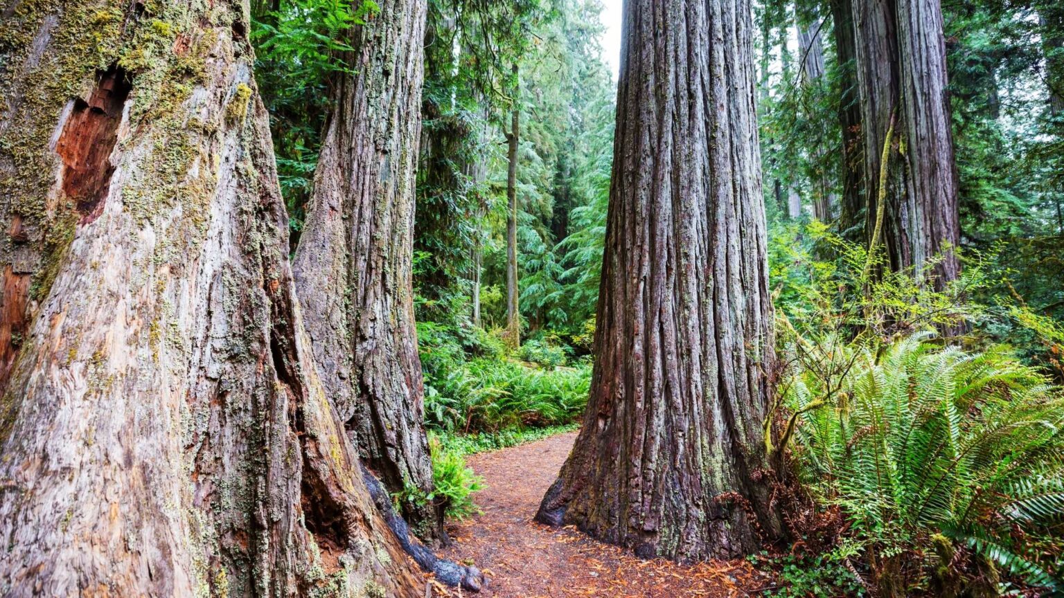25 Best Places To See Redwoods Near San Francisco