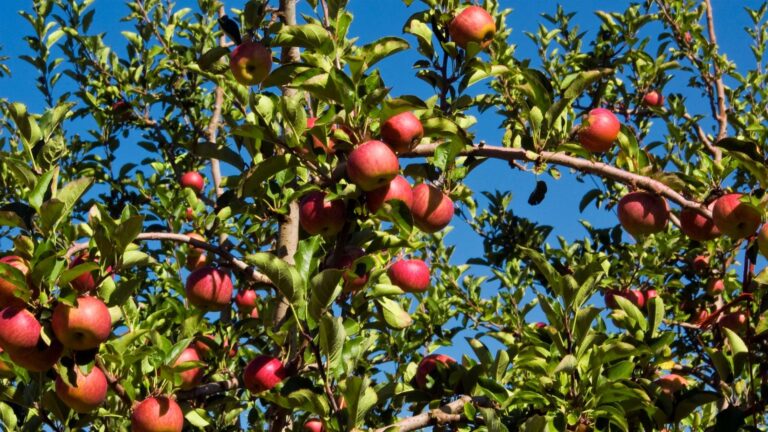 23 Best Things To Do In Julian, California